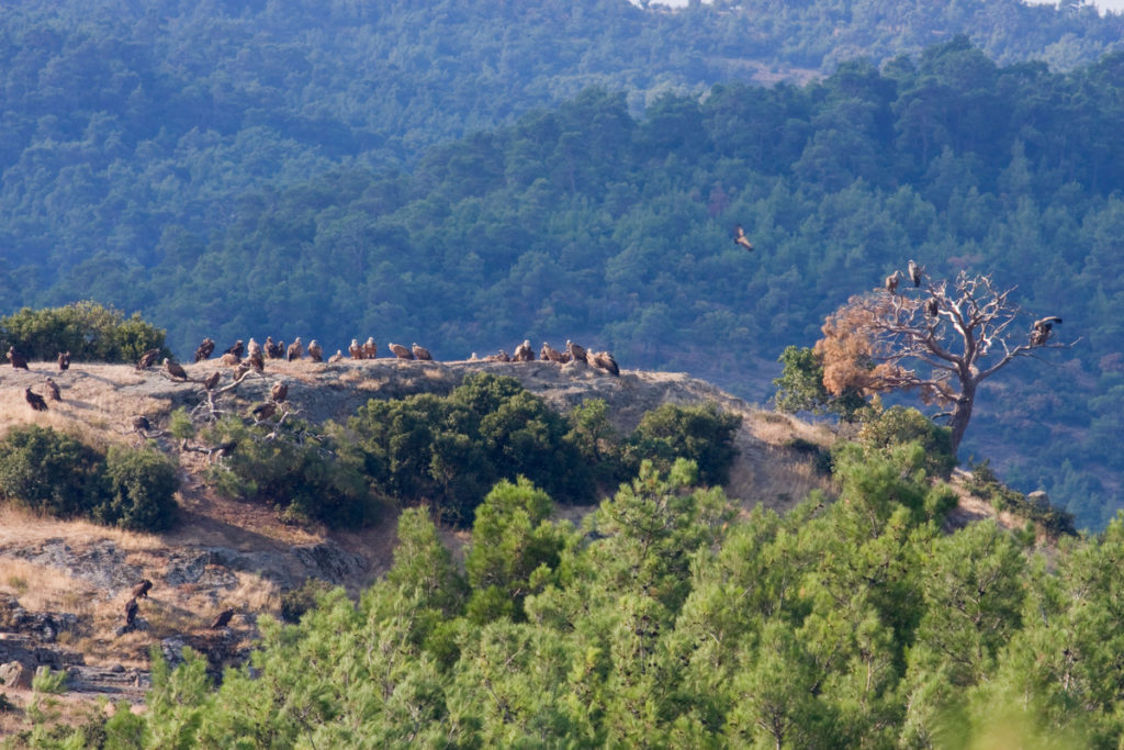 Parc de Dadia, parc national de Grèce | DÉCOUVRIR LA GRÈCE